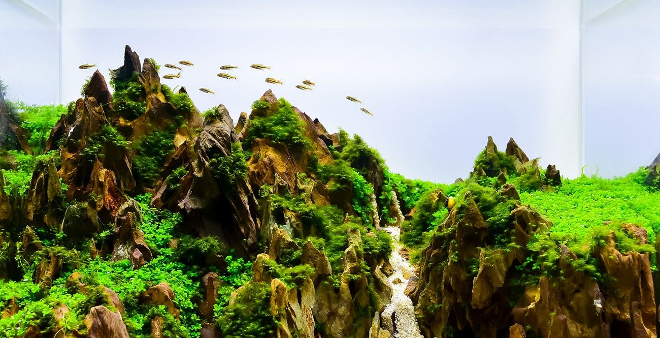 Akwarystyka naturalna - akwarium w stylu iwagumi | 🔍 Infoseek